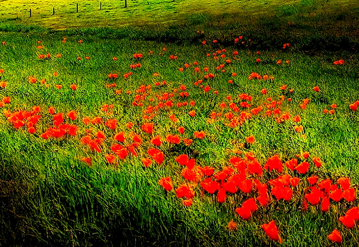 Sjove Blomster, Valmue, Mark billede til baggrund | Download Gratis ...