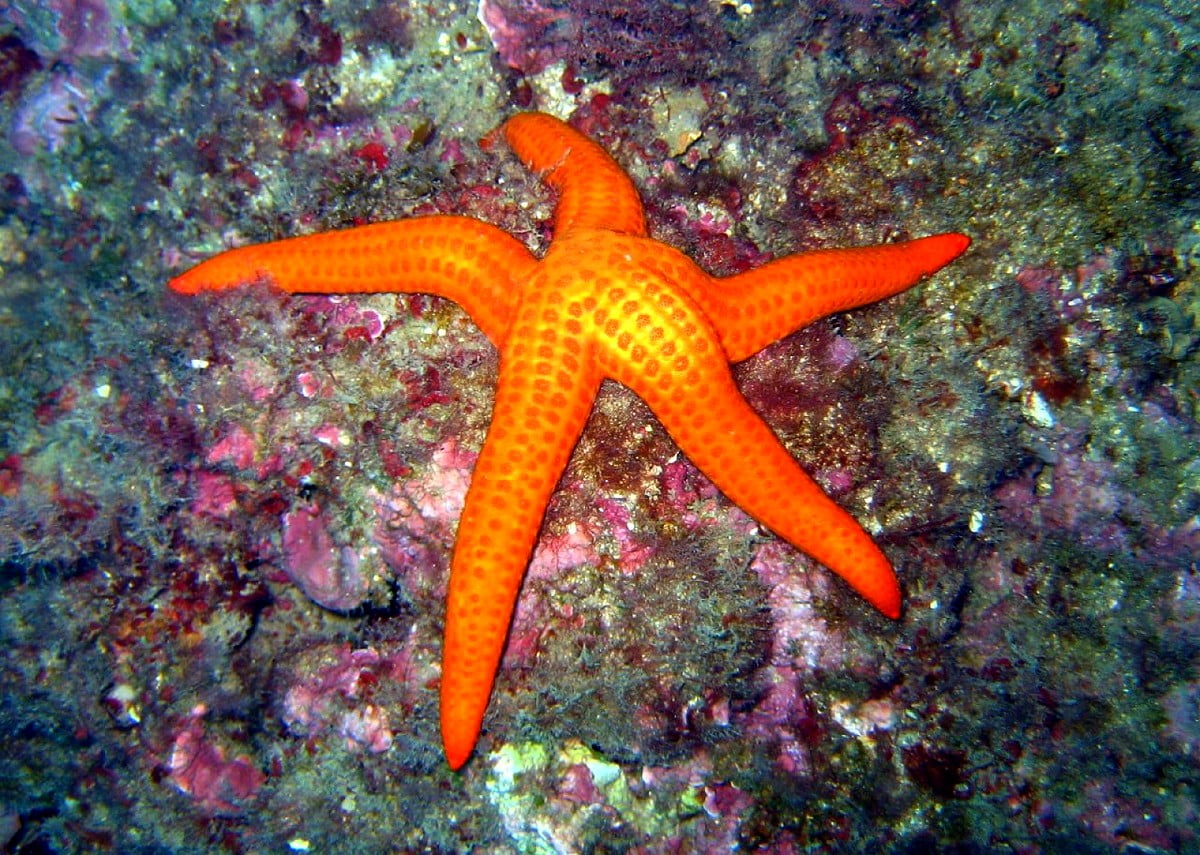 30+ Starfish wallpapers HD | Download Free backgrounds