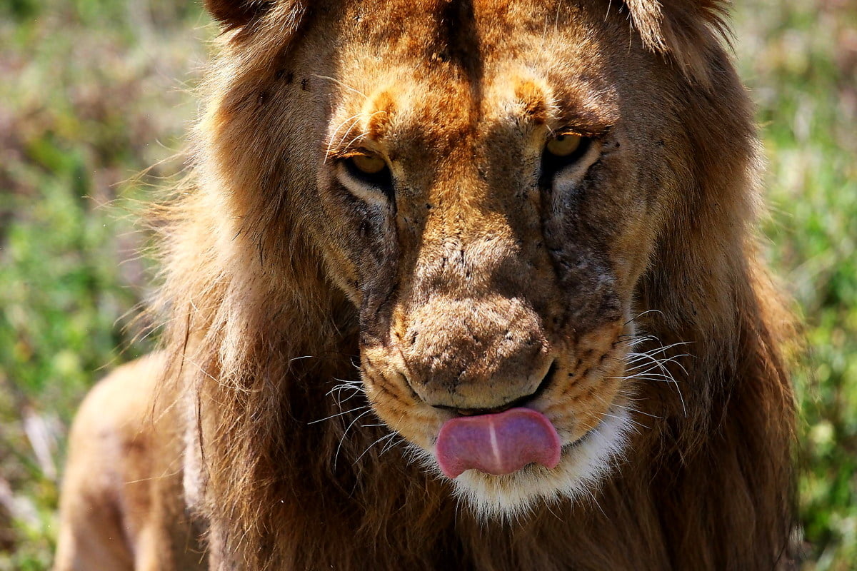 Foto para pantalla León, Vida Silvestre, Animales | Descargar Foto