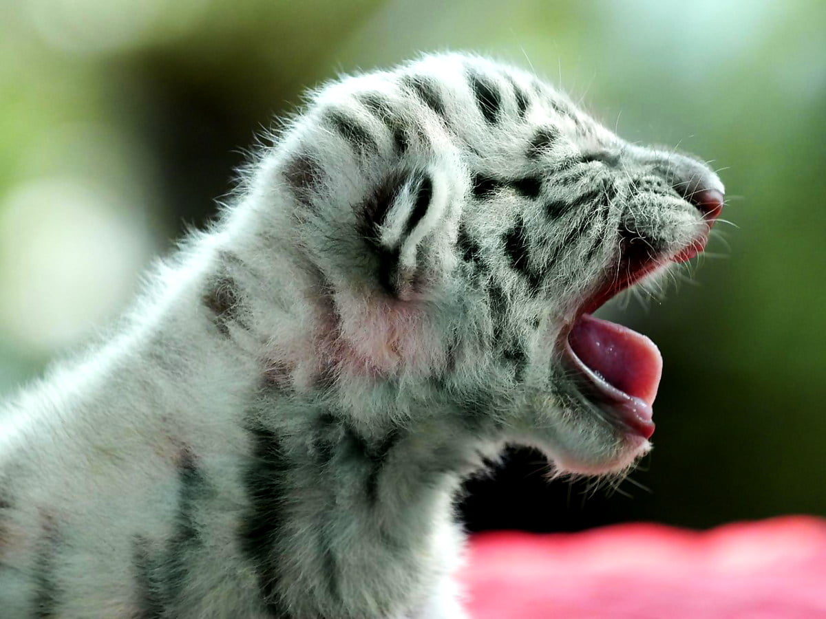 Baggrund Tiger, Dyreliv, National Geographic | Gratis baggrund