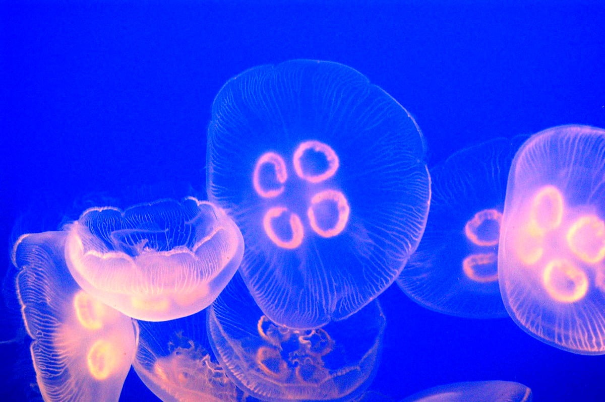 40+ Zooplankton backgrounds HD | Download Free wallpapers
