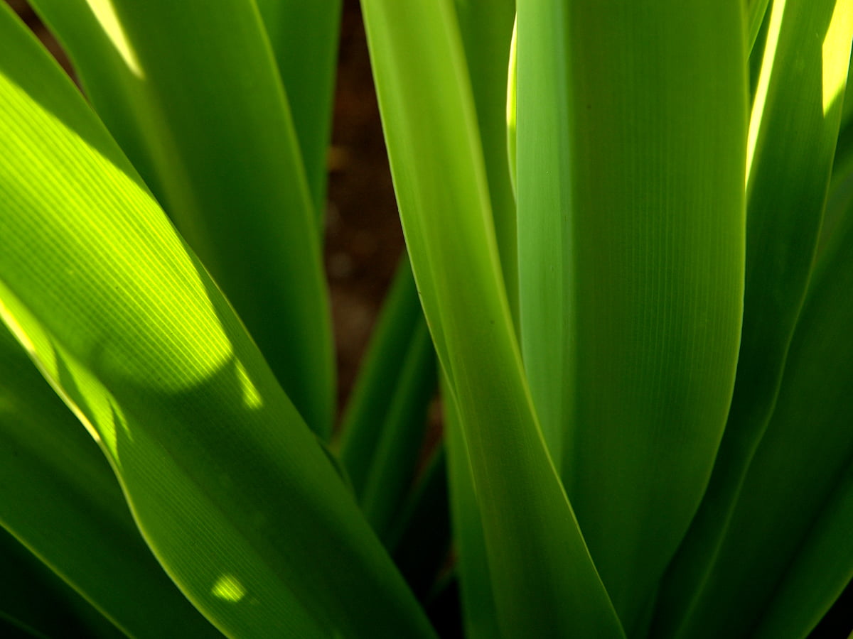 110+ Fondos de pantalla - Windows Vista HD | Fondos Gratis
