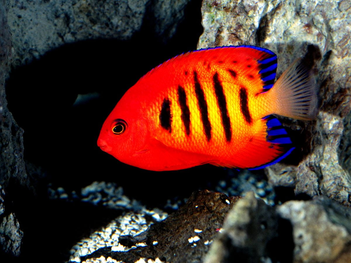 70+ Colourful fish backgrounds HD 🔥 Download Free wallpapers