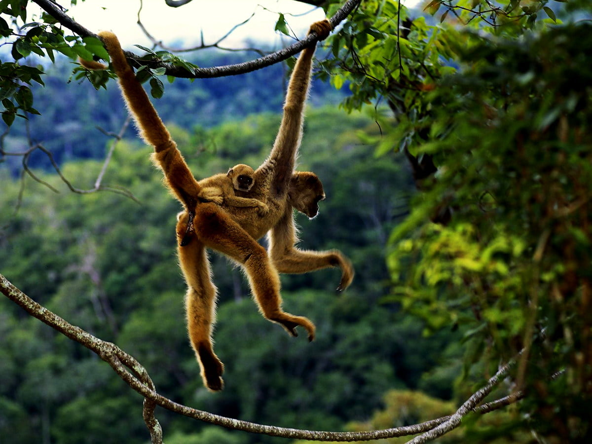 Baggrund Abe, Primat, Makak | Gratis baggrund