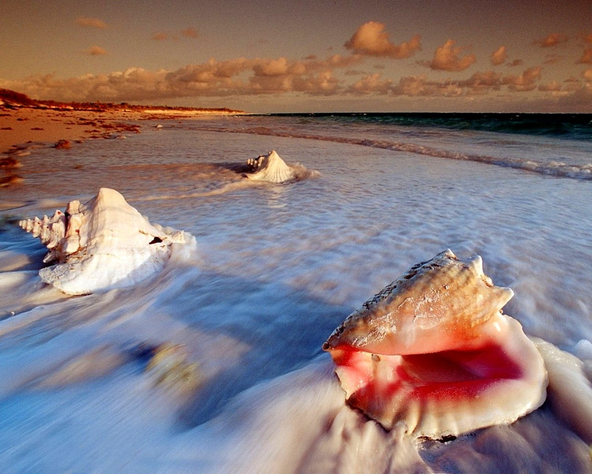 Awesome Shell, Sea, Beach wallpaper | FREE Best pics