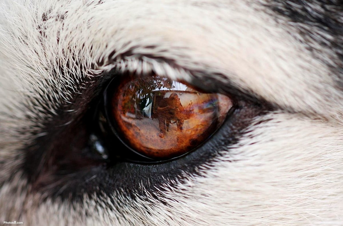 Stunning Photos, Eyes, Animals wallpaper | Download TOP Free wallpapers