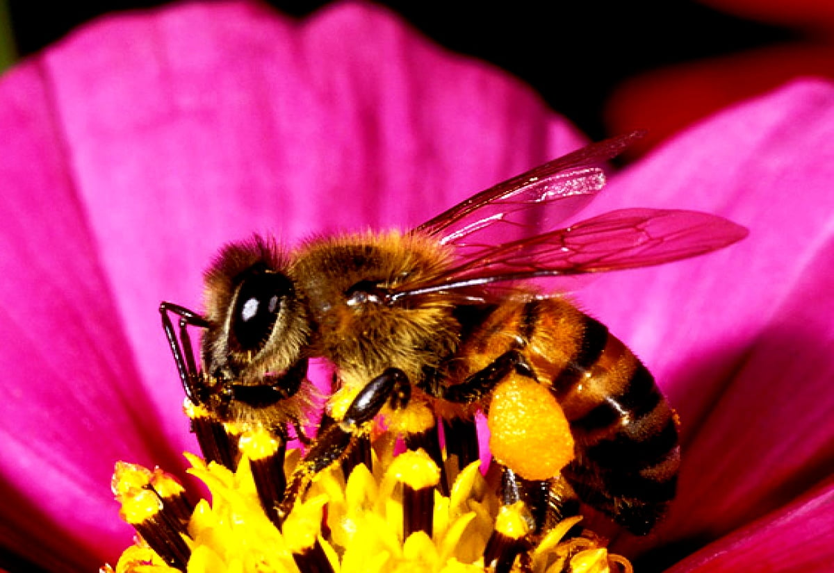 90+ Fondos de pantalla - Abeja HD | Fondos Gratis