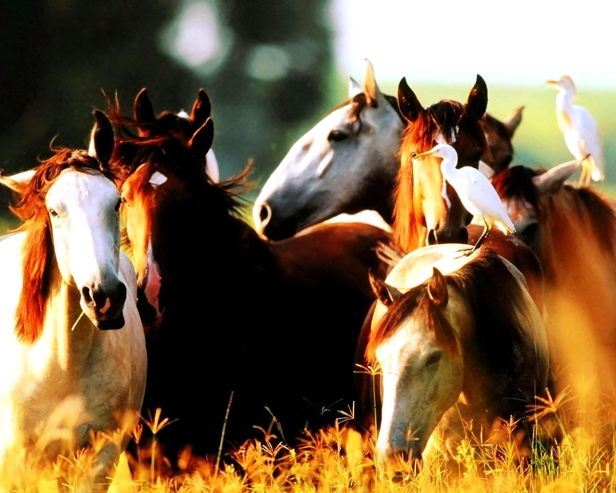 40+ Herd wallpapers HD | Download Free backgrounds