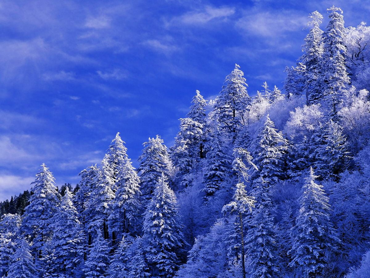 20+ Spruce wallpapers HD | Download Free backgrounds