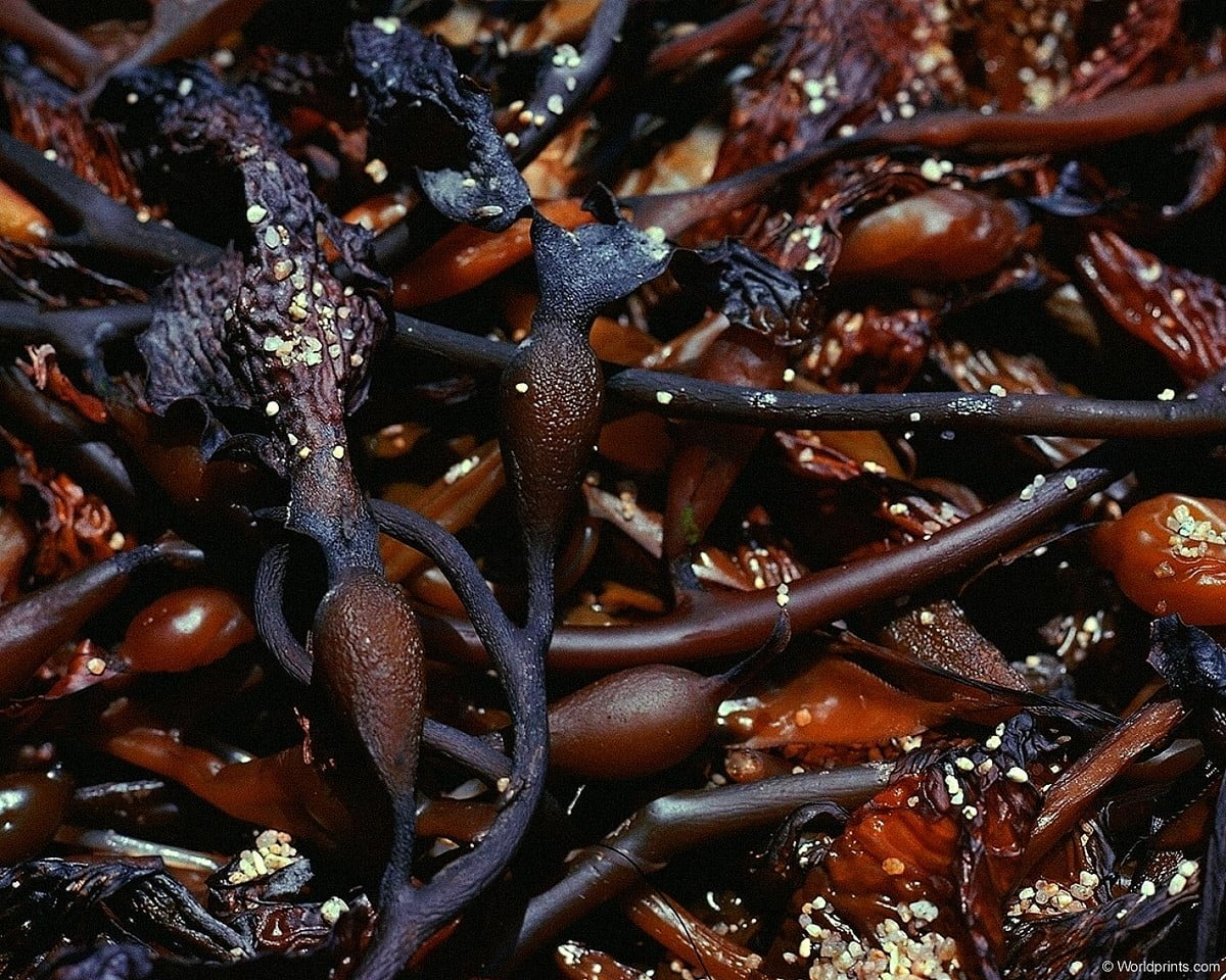 Seaweed wallpapers HD | Download Free backgrounds