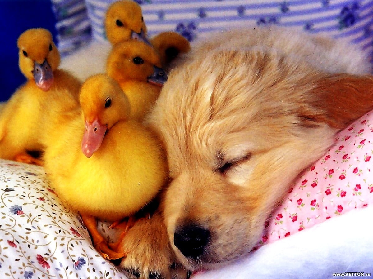 Dogs, Bird, Yellow wallpaper widescreen | Best Free wallpapers