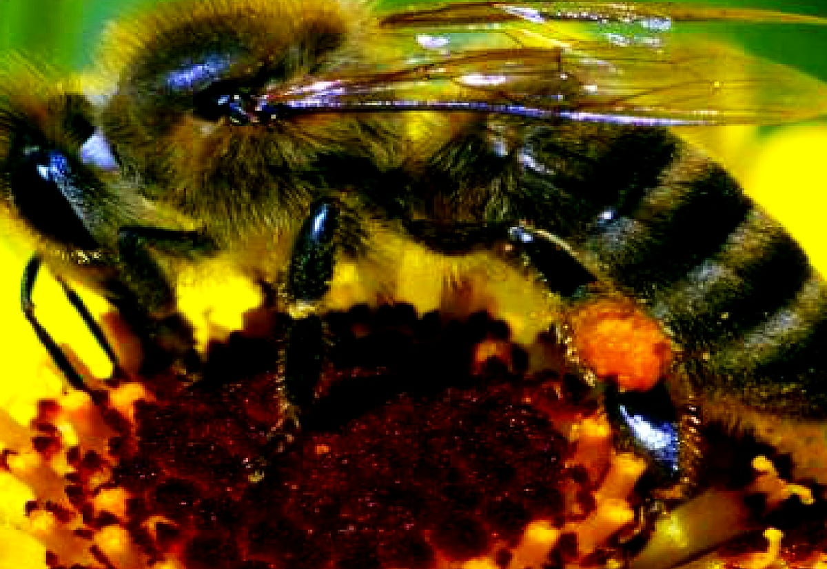 90+ Bee wallpapers HD | Download Free backgrounds