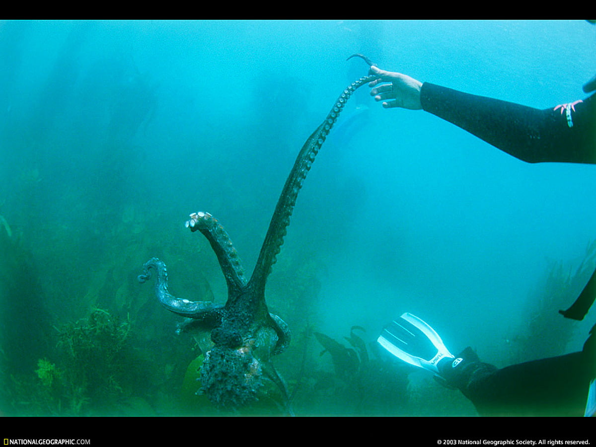 50+ Human and animal wallpapers phone | Download Free backgrounds