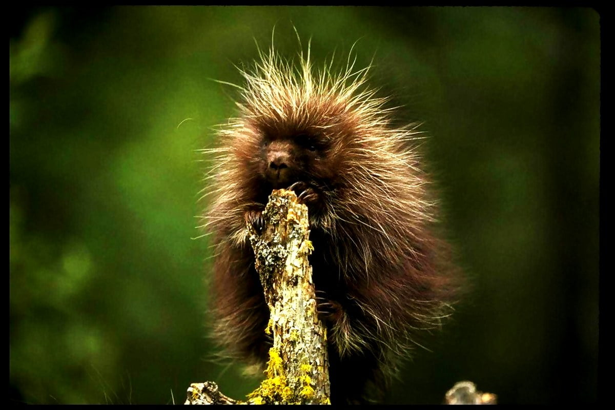 Baggrundsbillede Abe, Natur, Dyr | Download Gratis baggrundsbillede