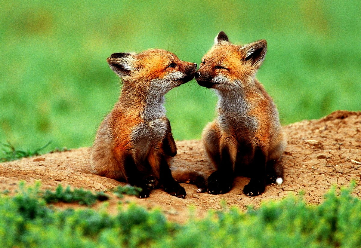 30+ Fonds d'écran Petits animaux HD | Télécharger Gratuitement
