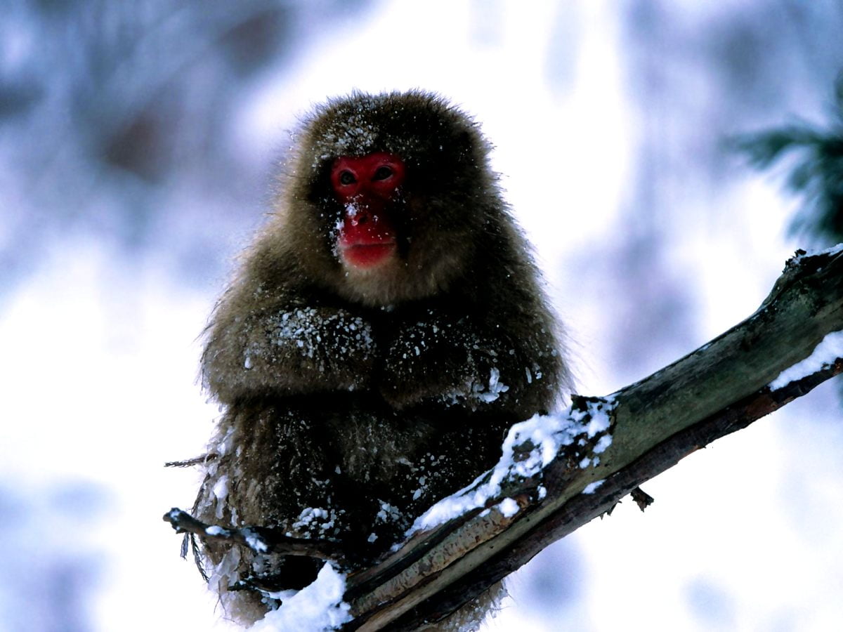 Hieno taustakuva Apina, Makakit, Japanilainen Makaki | Lataa Ilmaisia Kuvia