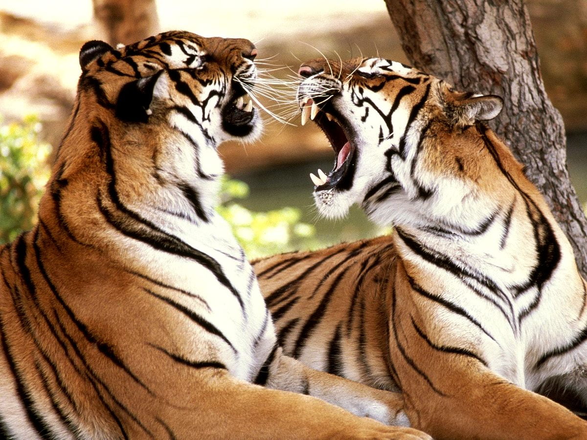 100+ Siberian tiger wallpapers HD 🔥 Download Free backgrounds