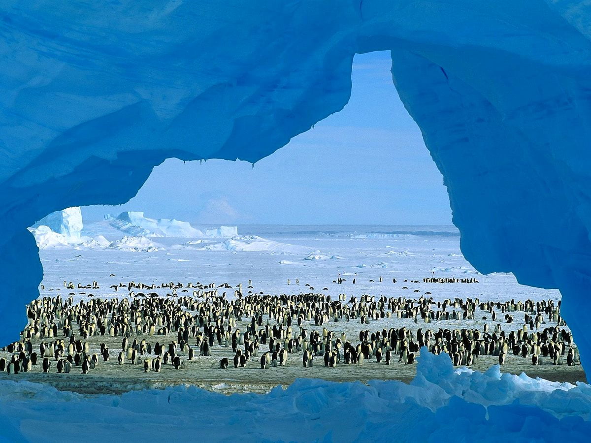 Alaska, Pingvin, Hule baggrund | Gratis Bedste baggrund