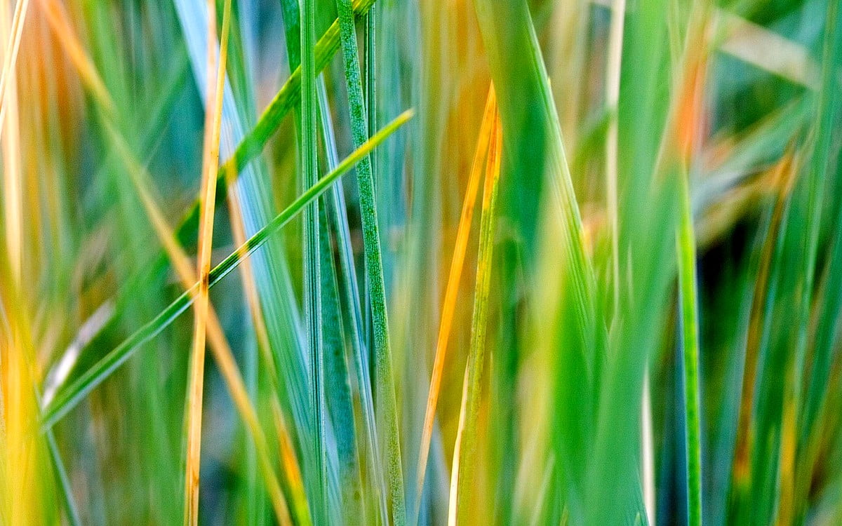 Makea ruoho taustakuvat HD | Lataa Ilmaiset Taustakuvat