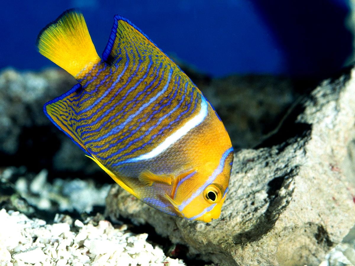 Fondo de pantalla Peces De Colores, Pez, Arrecife | Fondo de Pantalla
