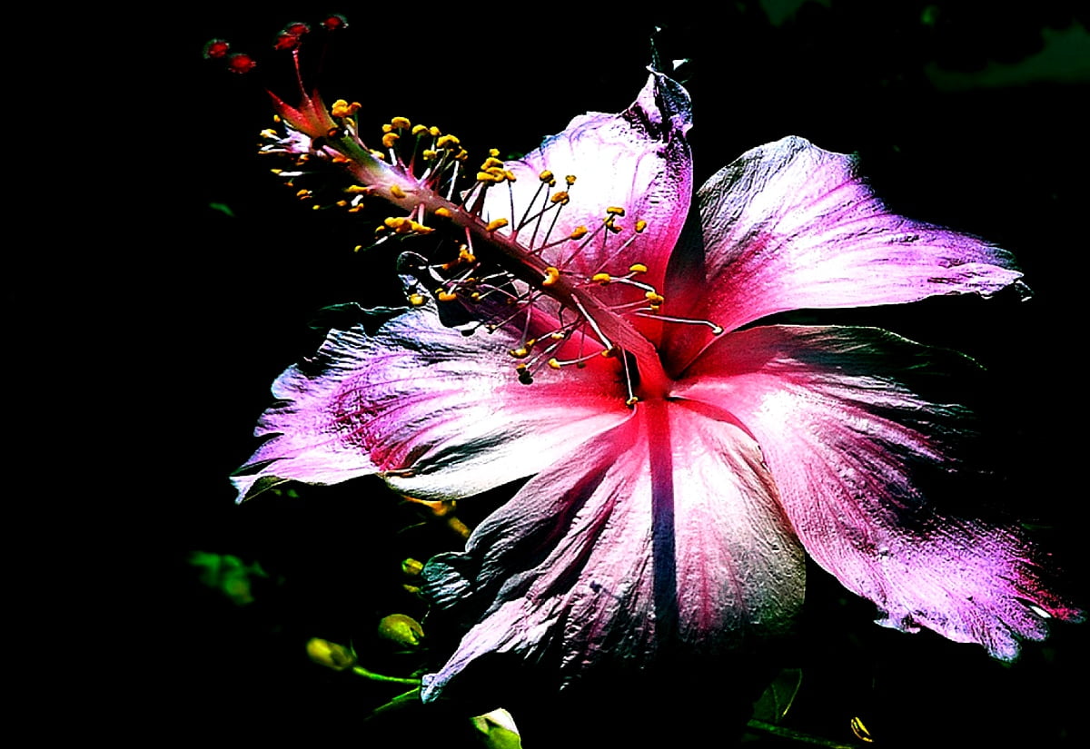 60+ Fantastic flowers wallpapers phone | Download Free backgrounds