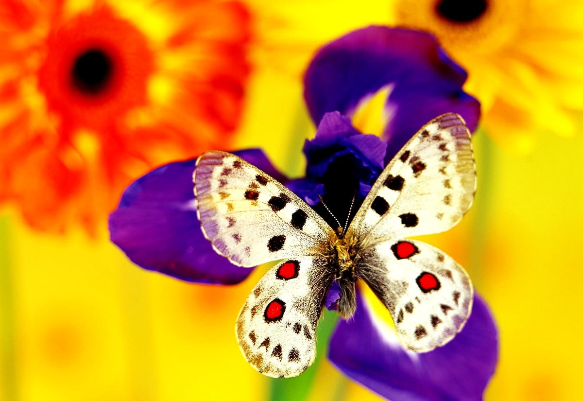 120+ Butterfly backgrounds HD | Download Free wallpapers