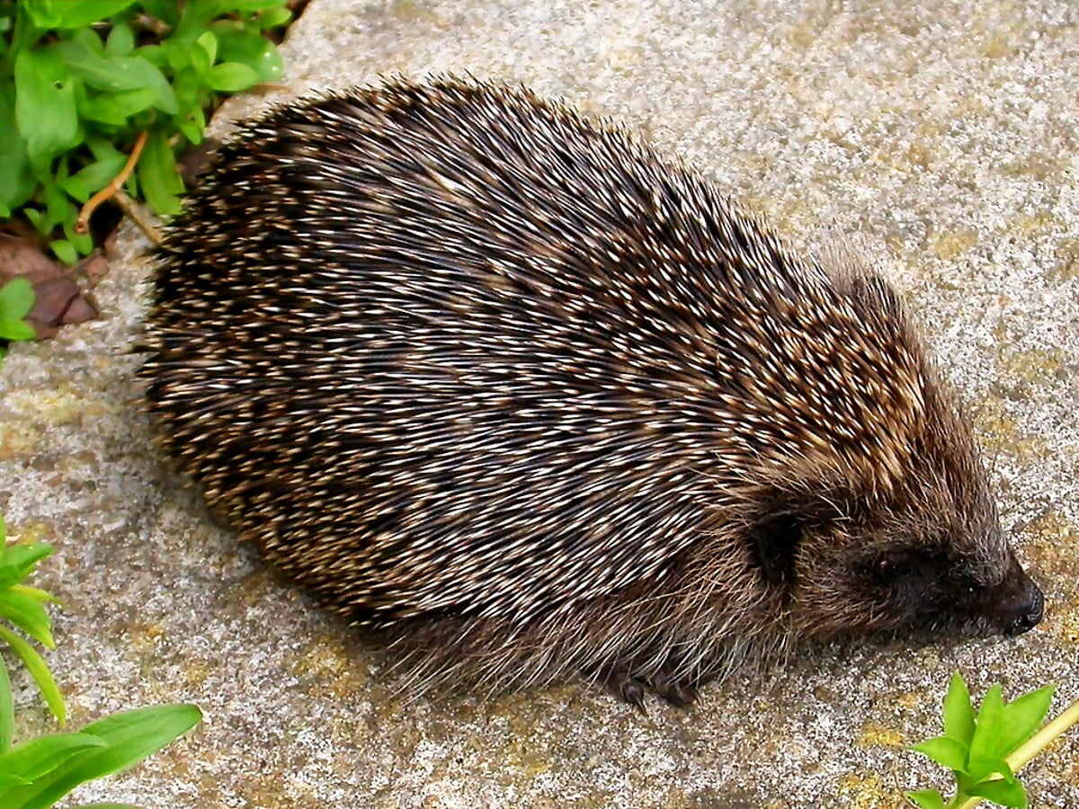 20+ Duvar kağıtları Kirpi HD | Ücretsiz Duvar Kağıtları