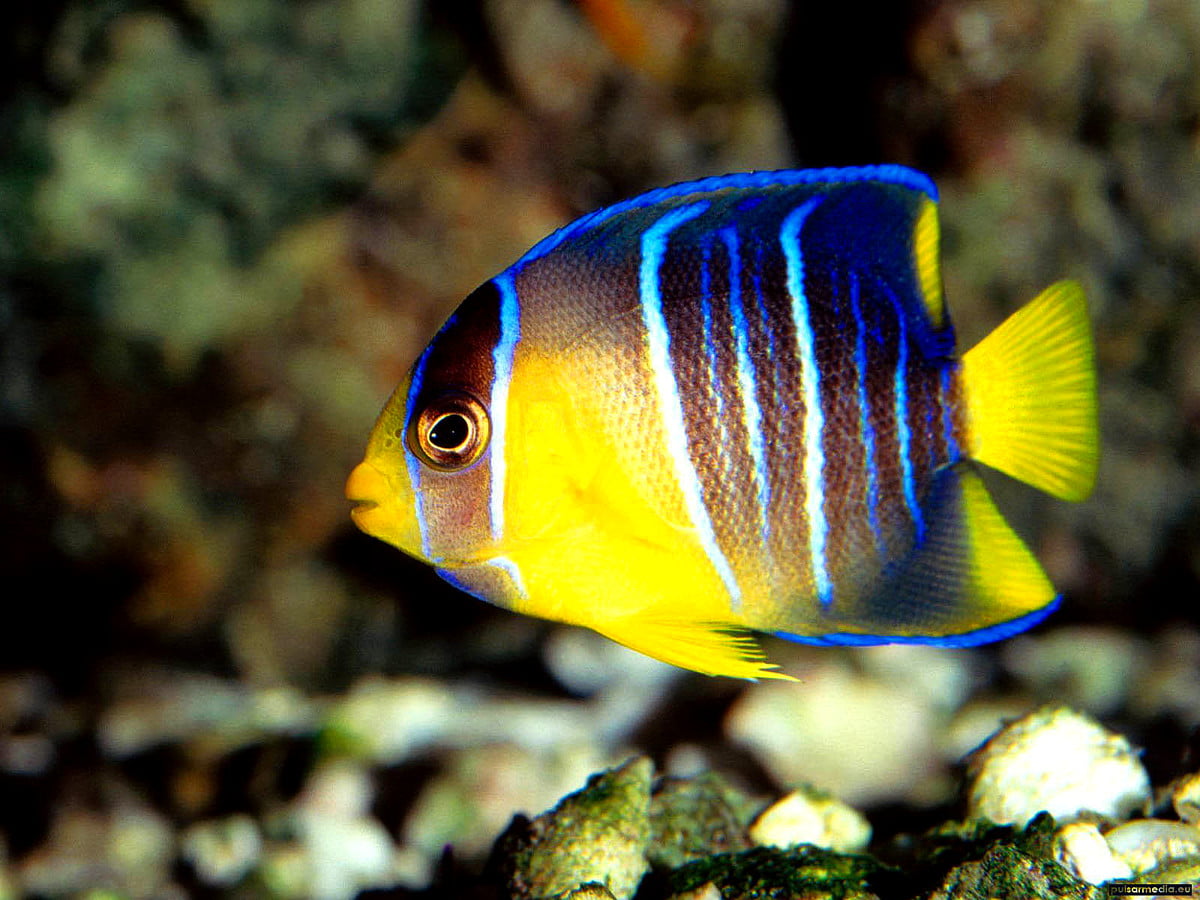 Foto para pantalla Peces De Colores, Pez, Arrecife | Foto