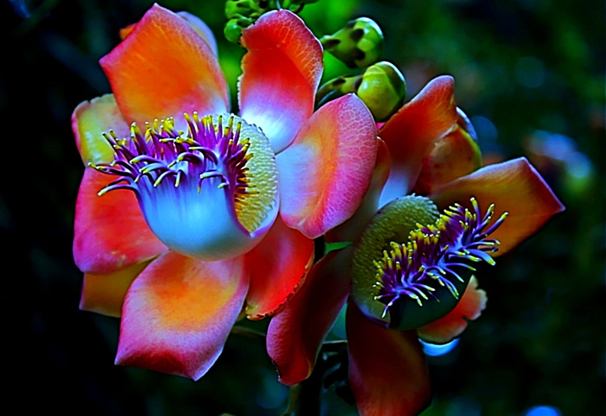 60+ Fantastic flowers wallpapers phone | Download Free backgrounds