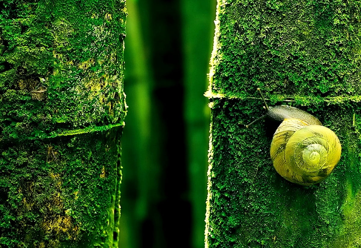 Fondo De Pantalla De Caracol Hd