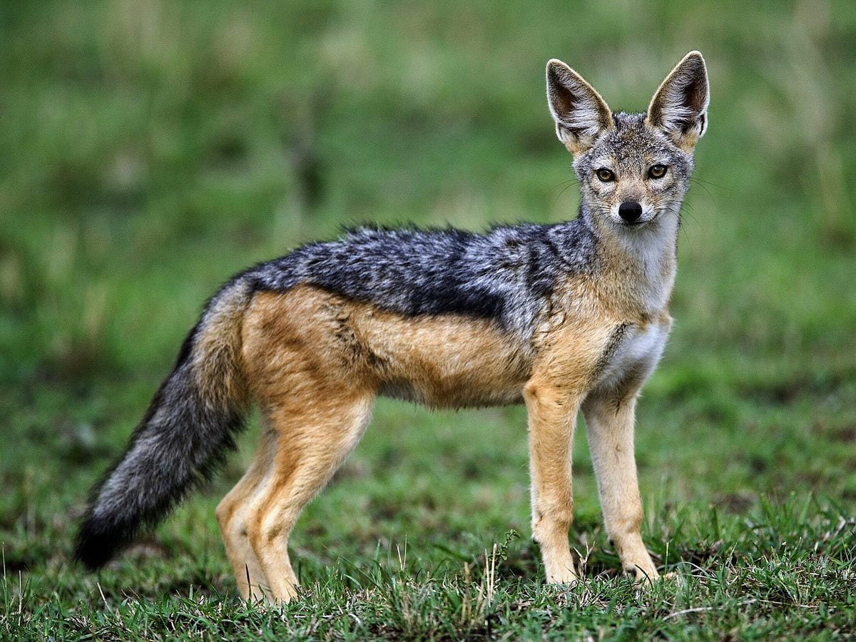 Fondo Zorro, Animales, Vida Silvestre | Imagen