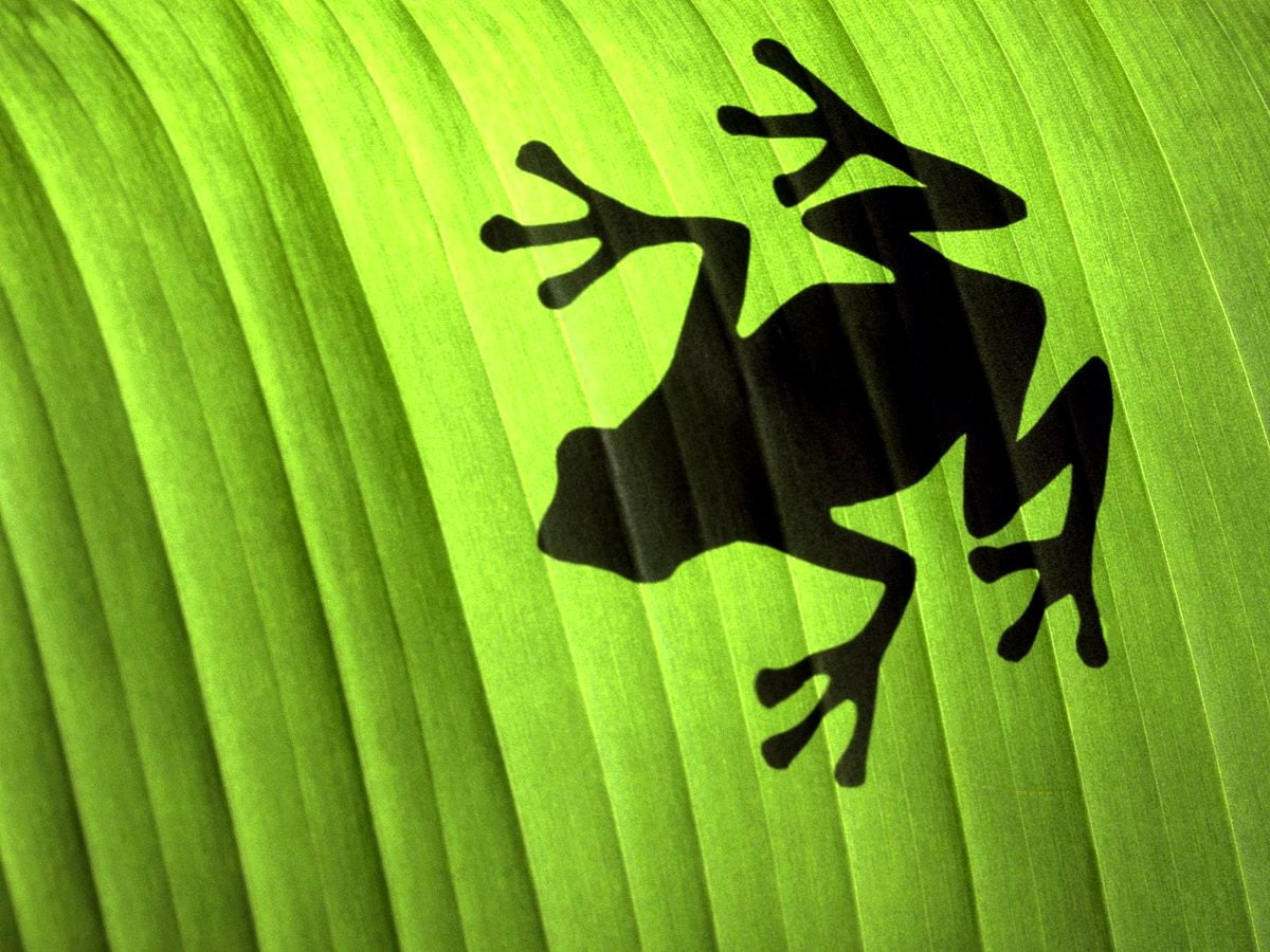 80+ Frog wallpapers HD | Download Free backgrounds