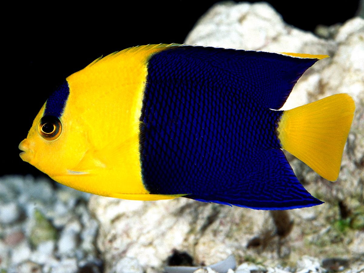 Holacanthus taustakuvat HD | Lataa Ilmaiset Taustakuvat