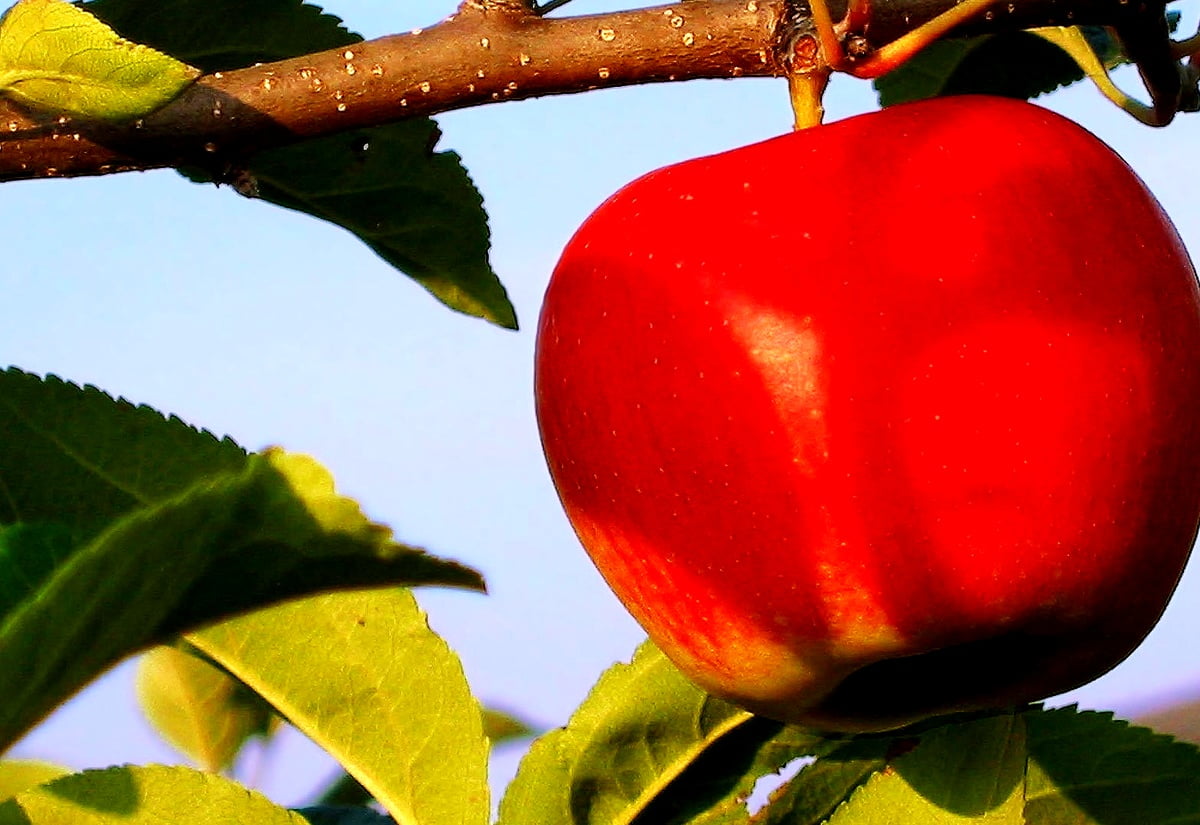 80+ Duvar kağıtları Elma HD | Ücretsiz Duvar Kağıtları