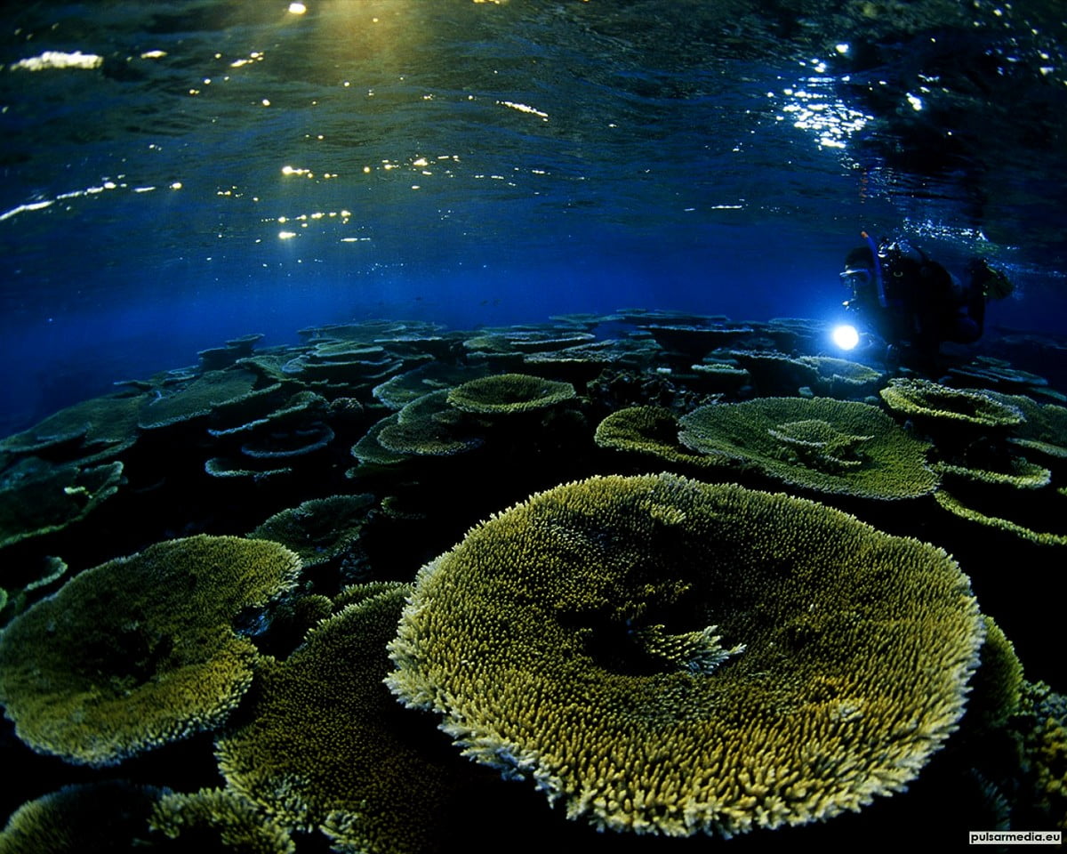 Fonds d'écran Algues HD |Télécharger Gratuitement