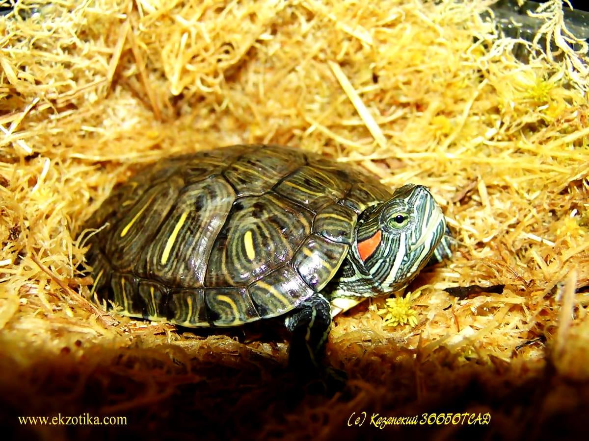 Pond turtle wallpapers HD | Download Free backgrounds