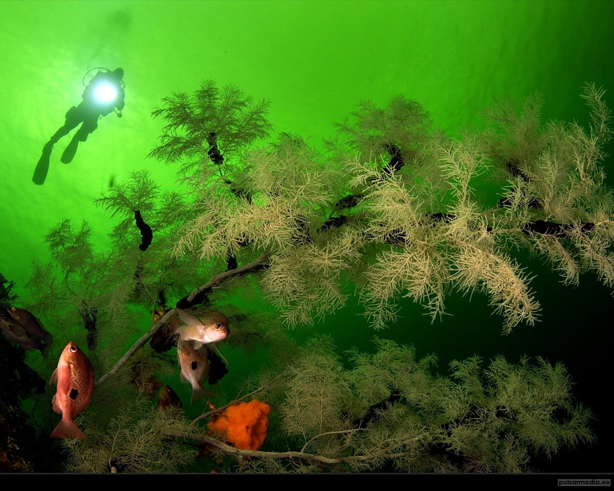 Fonds d'écran Algues vertes HD | Télécharger Gratuitement