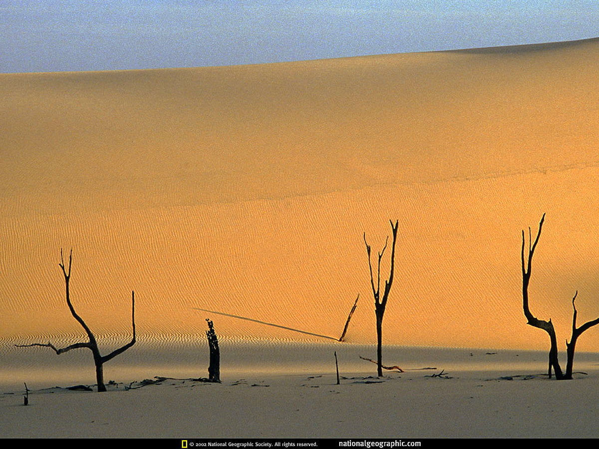 Nat Geo, National Geographic, Wild Flora wallpaper | Download Free ...