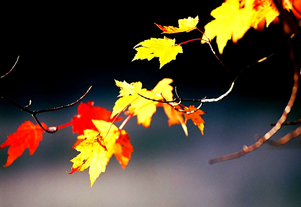 20+ Maple leaf wallpapers HD | Download Free backgrounds