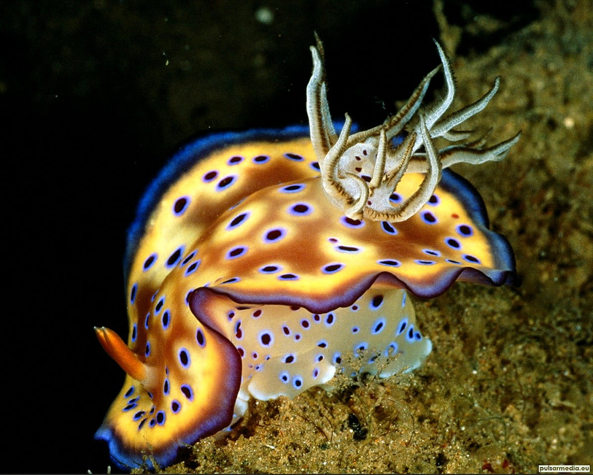 30+ Sea slug wallpapers HD 🔥 Download Free backgrounds