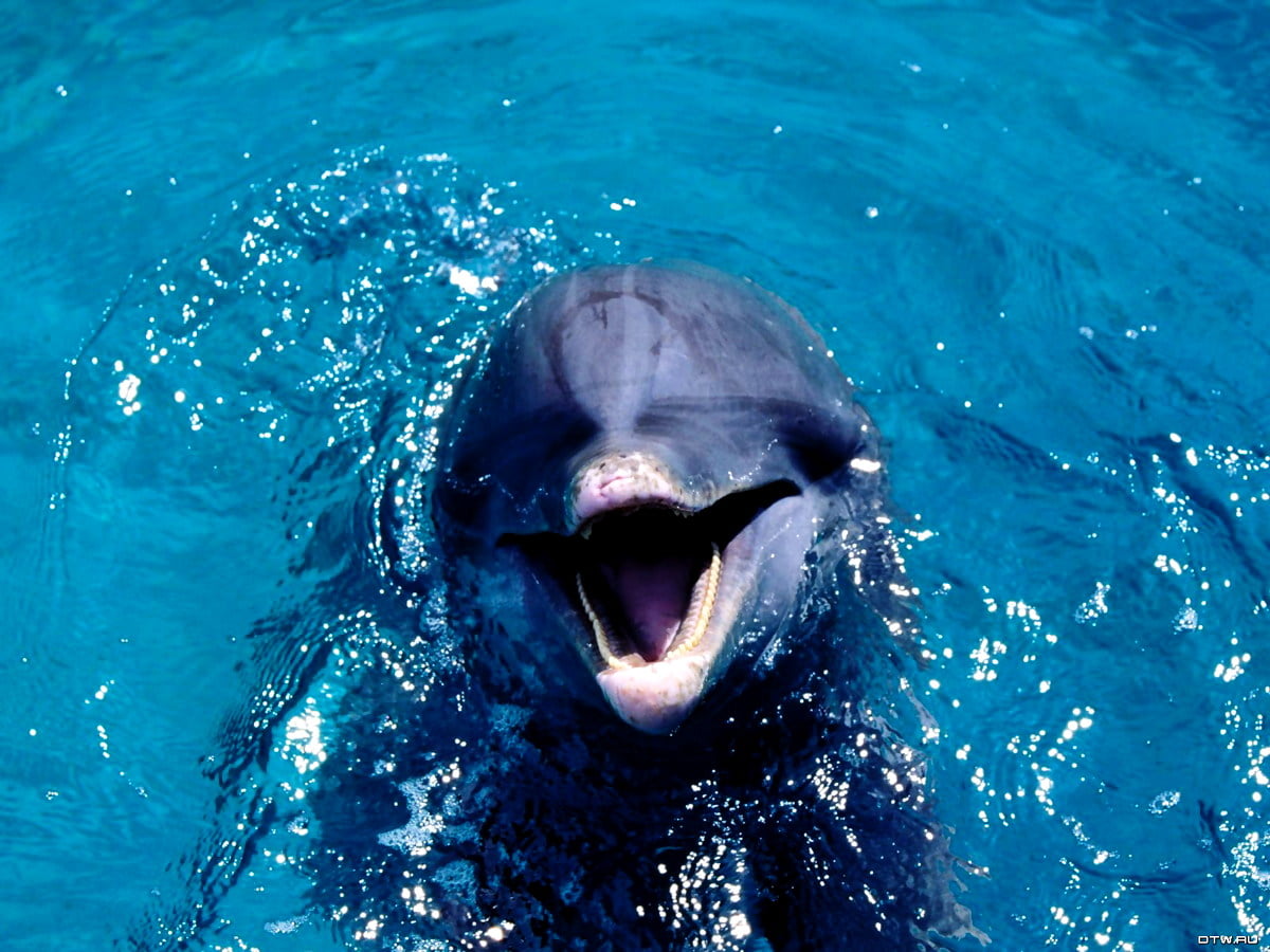 70+ Duvar kağıtları Şişeburun Yunus HD | Ücretsiz Duvar Kağıtları