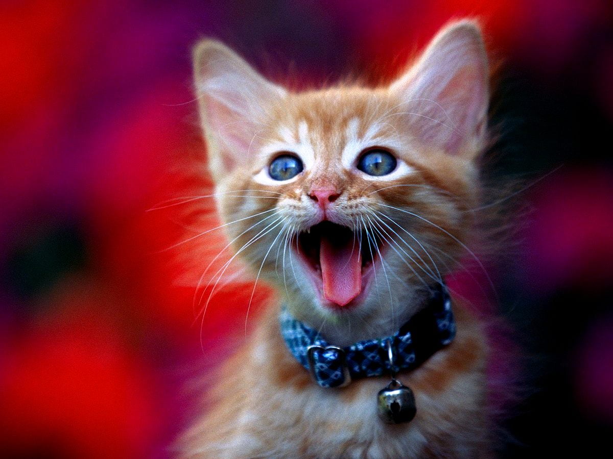 350+ Fondos de pantalla - Gatos HD |Fondos Gratis