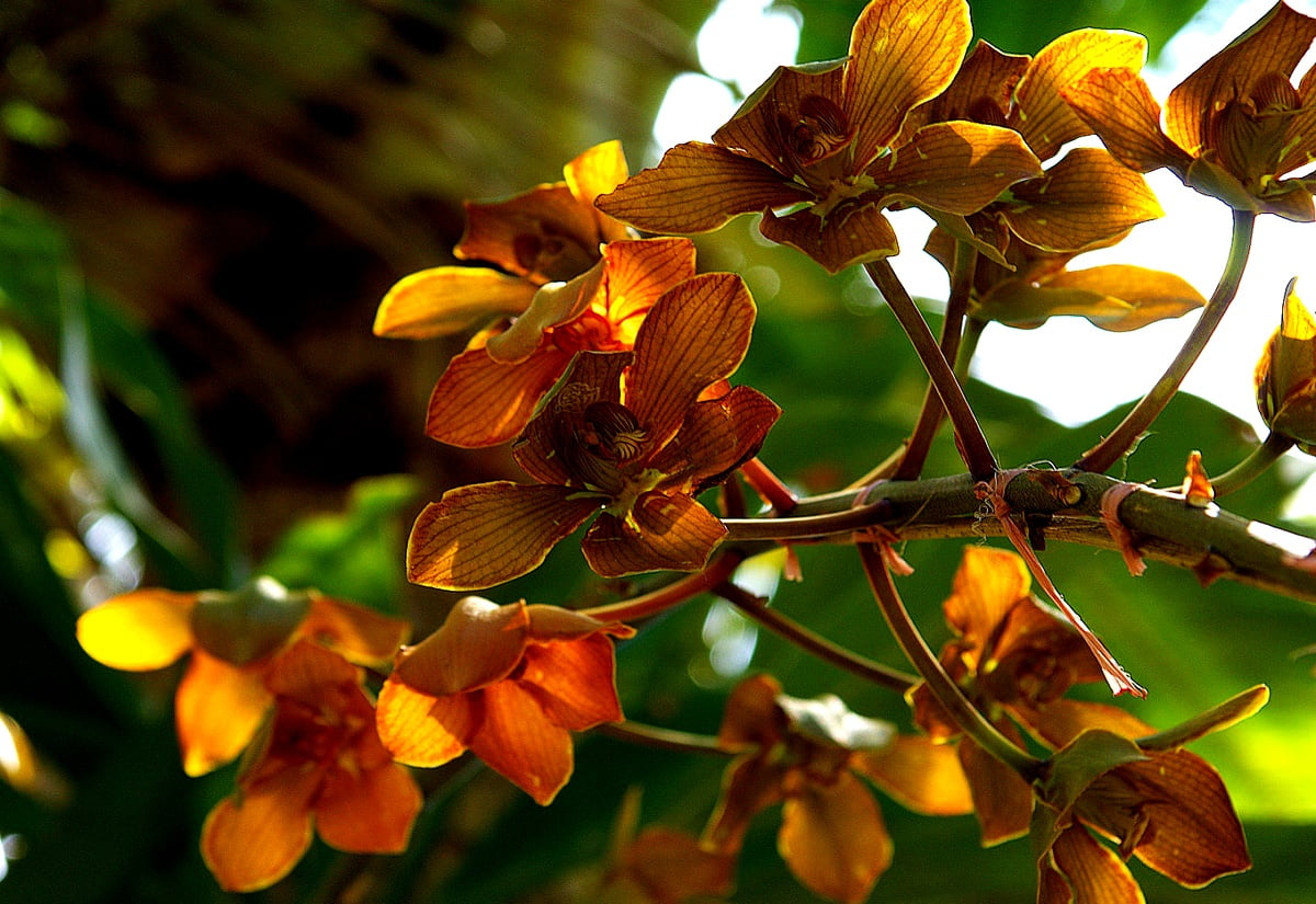 Flowers, Orchid, Flora wallpaper | FREE Best pics
