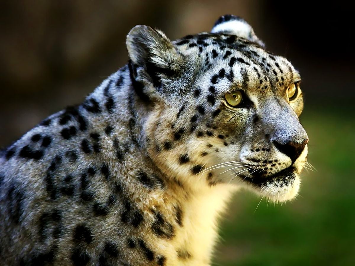 80+ 4K Big cats wallpapers 🔥 Download Free backgrounds