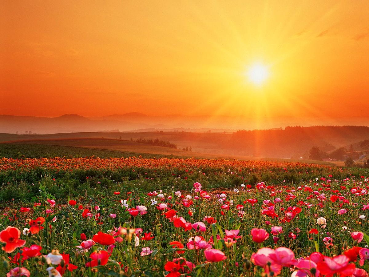 Baggrundsbillede Natur, Blomster, Mark | Download Gratis baggrundsbillede