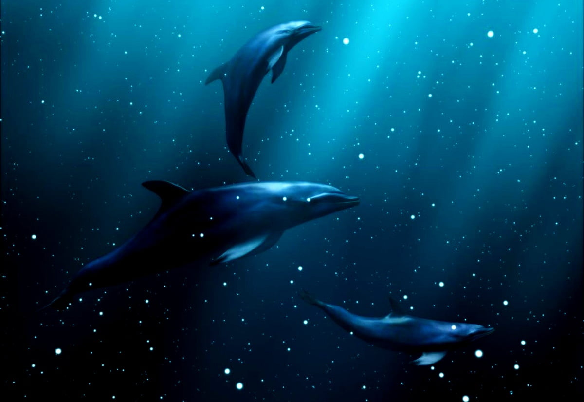 Yunus, Balık, Hayvanlar duvar kağıdı | Ücretsiz en Iyi Resimleri