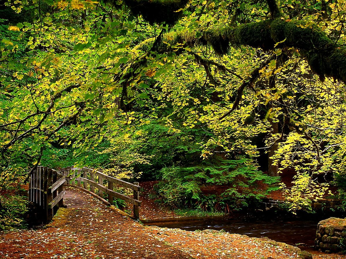 Background Forest, Nature, Autumn | Download Free photos