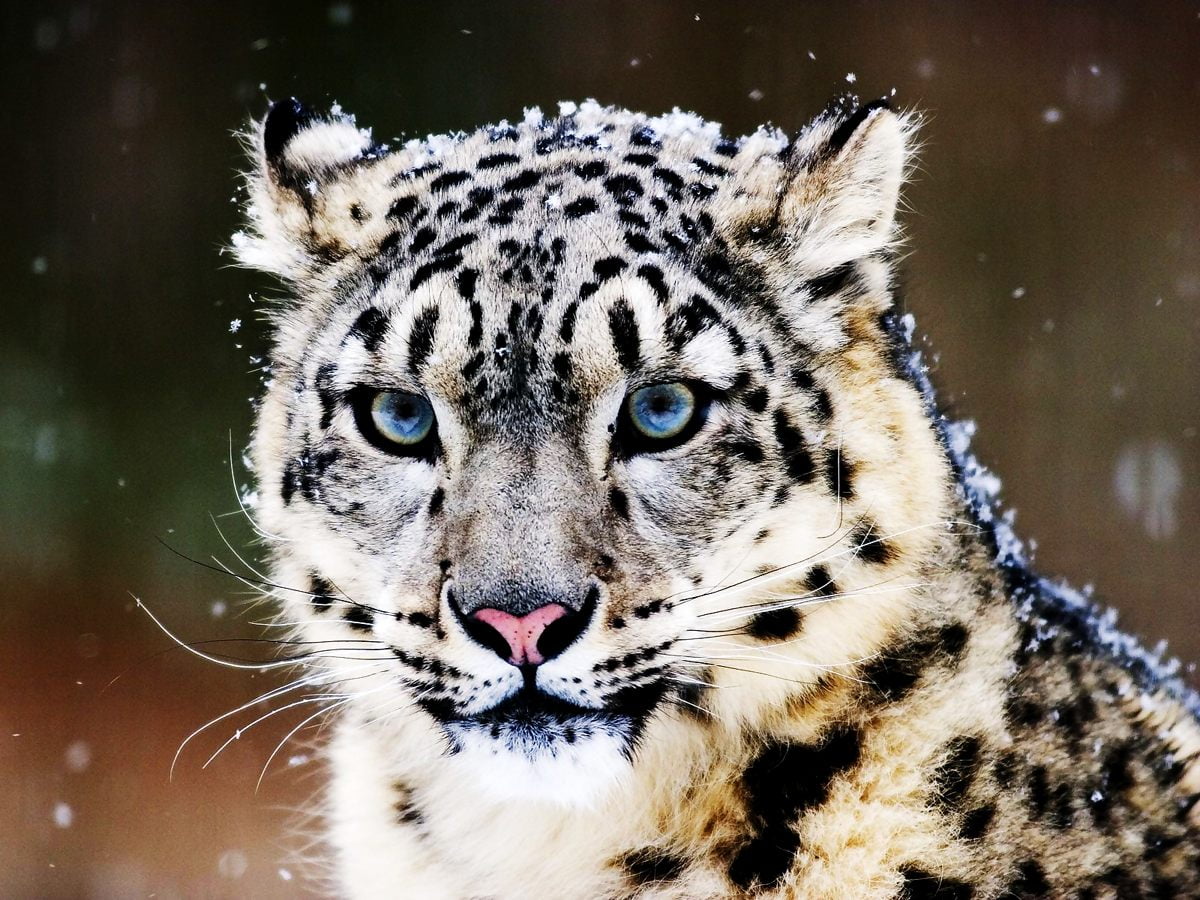 40+ Fondos de pantalla - Leopardo HD |Fondos Gratis