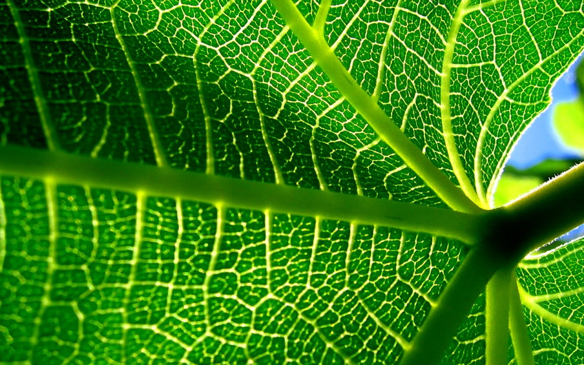 Cabbage wallpapers HD | Download Free backgrounds