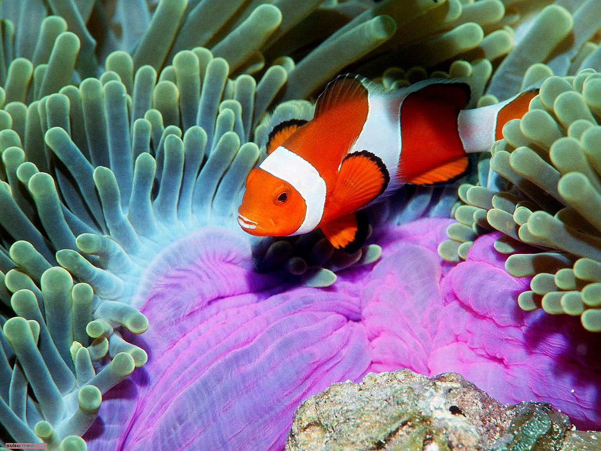 610+ Fish wallpapers HD 🔥 Download Free backgrounds